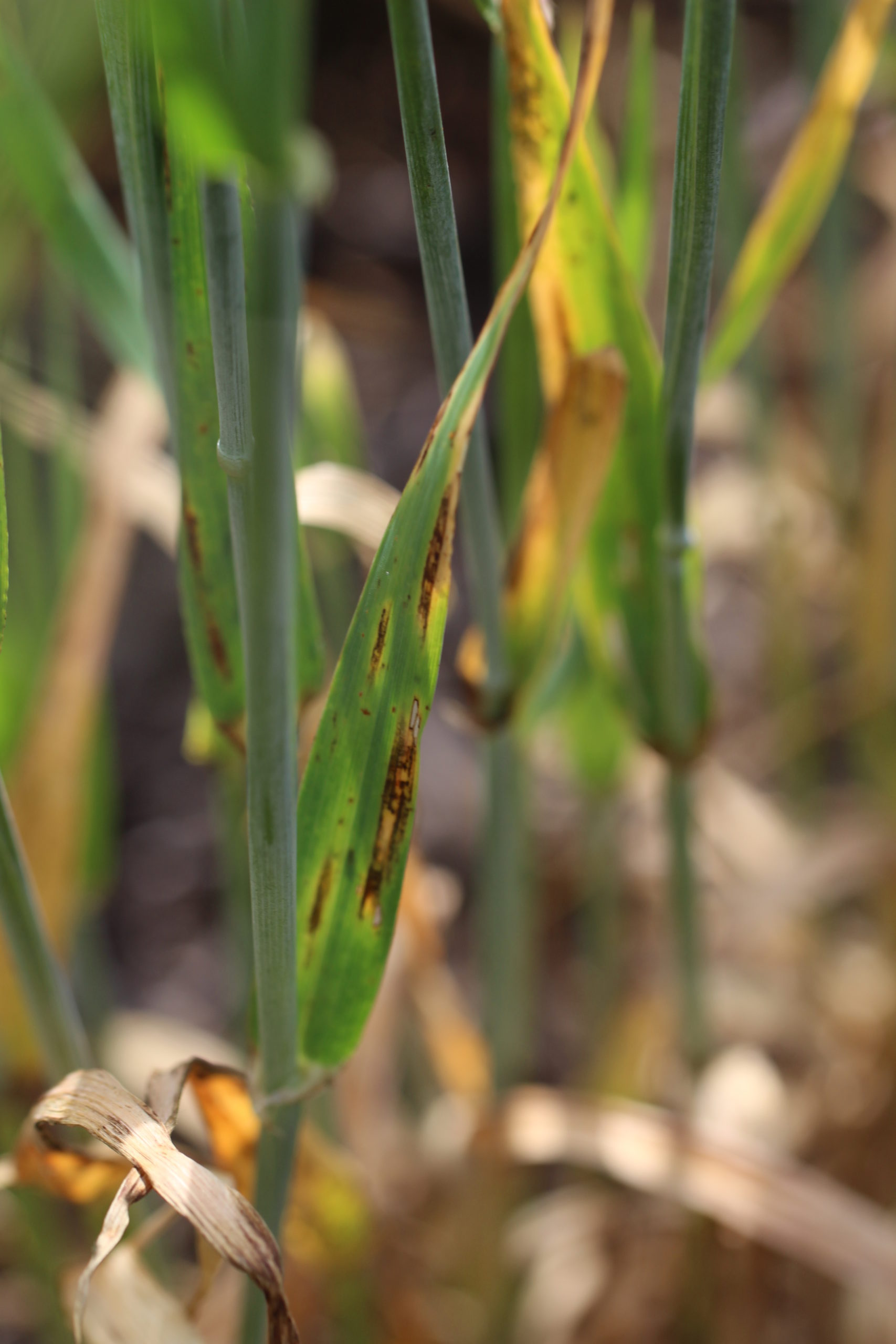 Barley Disease Cohort Project 2020 Results - CCDM