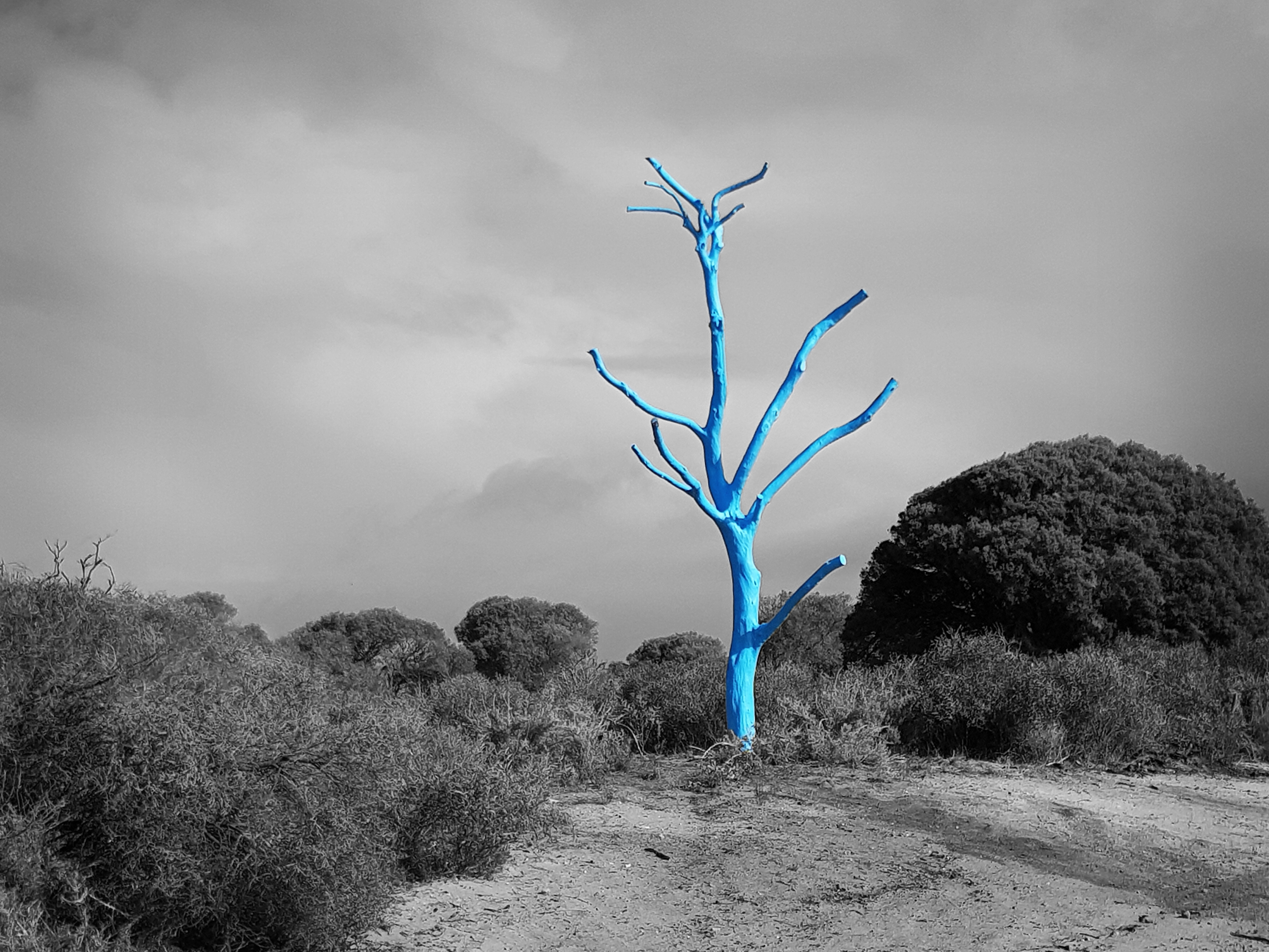 Blue Tree Project - Duratec Limited