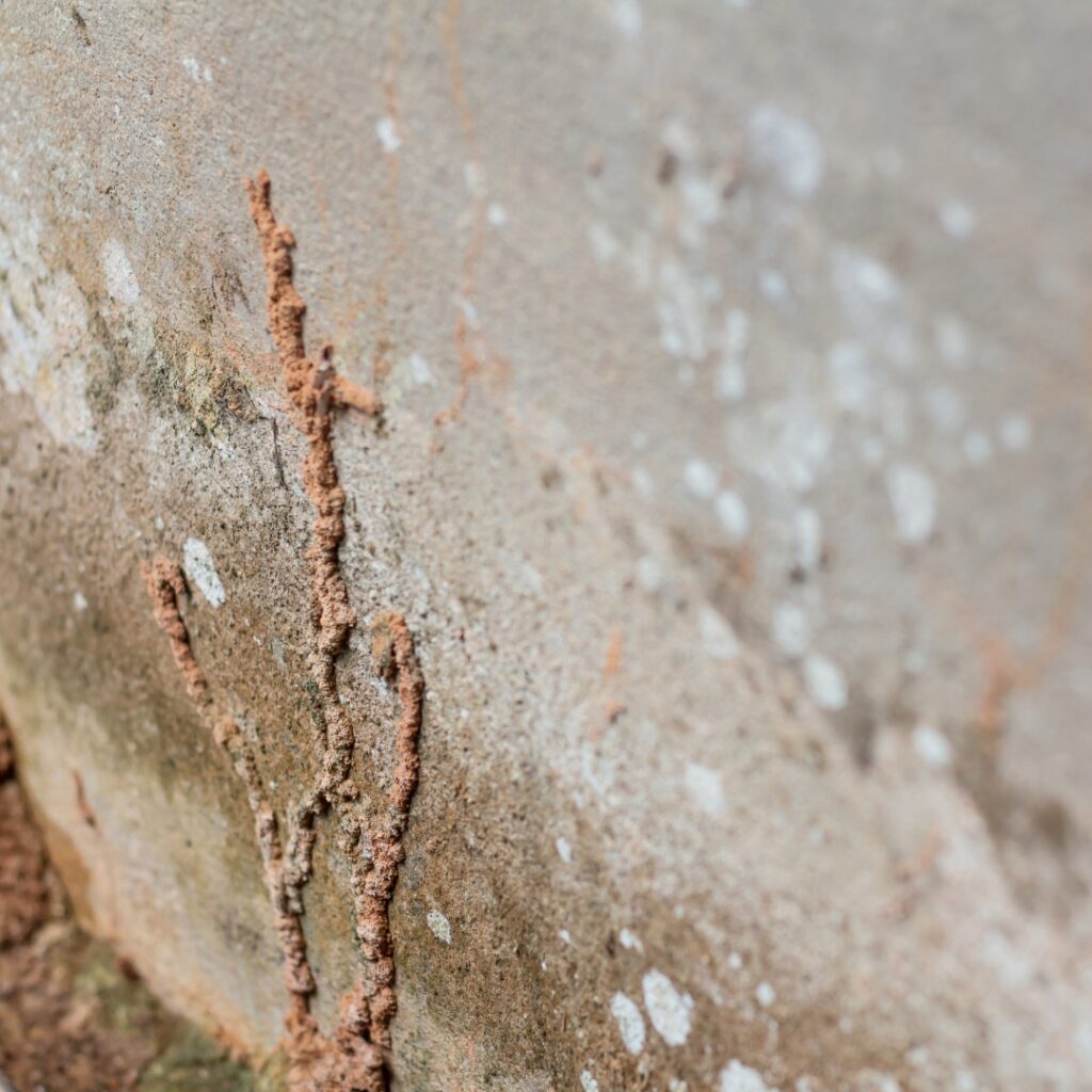 5 Common Signs of Termite Infestation | Termi Home & Commercial