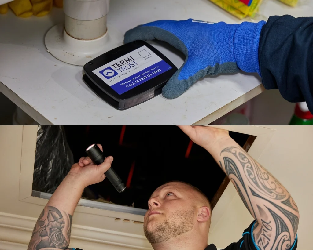 Summer Pests in Australia - How to Prevent Them | Termi H&C