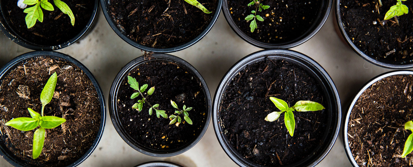 New planting material - Universal Biosecurity