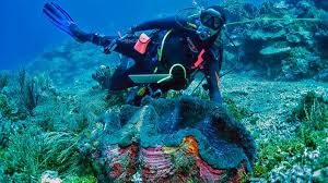 What to do in Parks – Scuba Diving - WA Parks Foundation