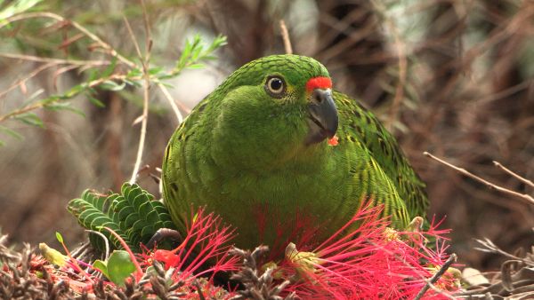 Efforts to safeguard our rarest parrot - WA Parks Foundation