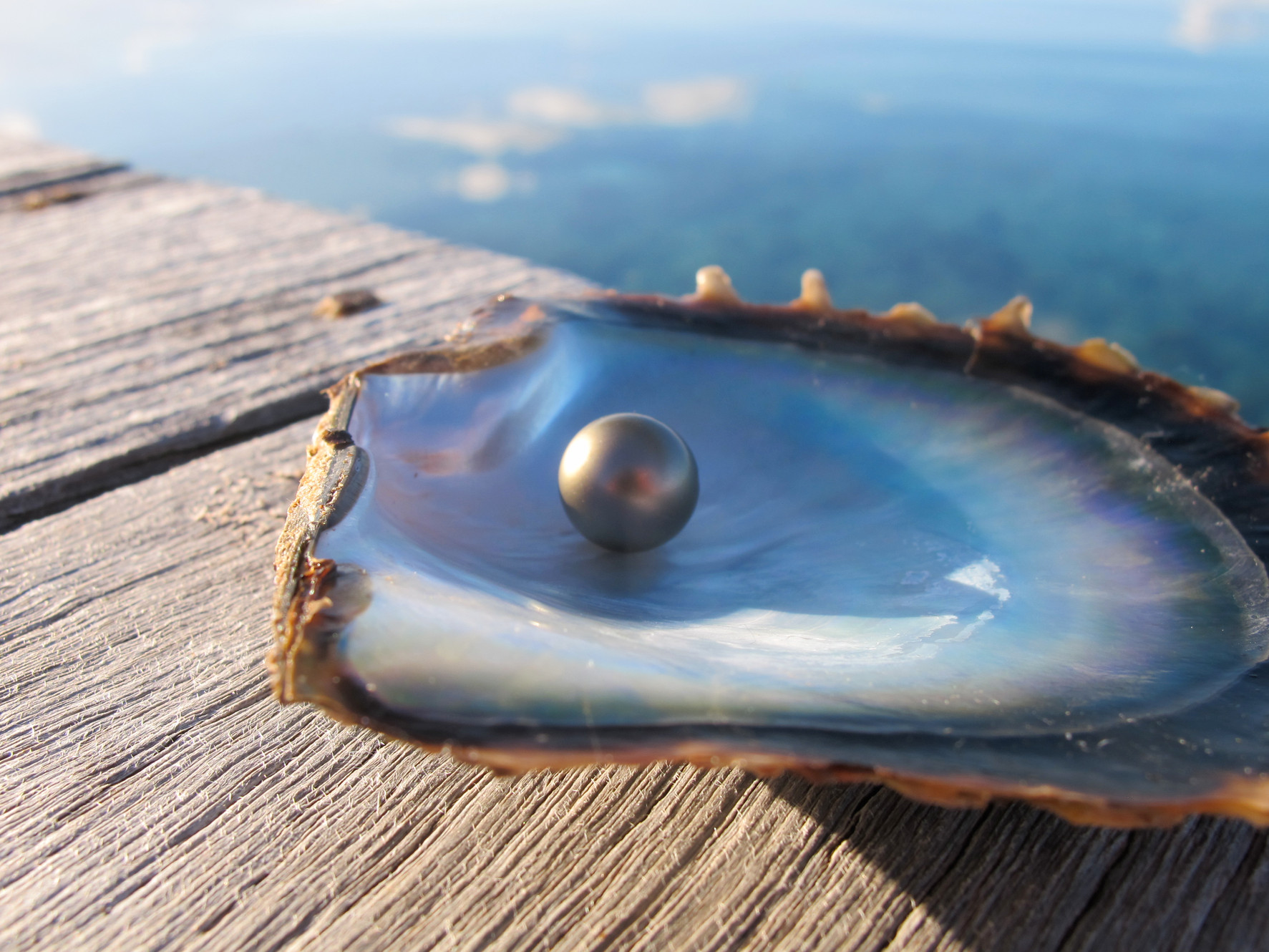 Pearls and Plates - WA Parks Foundation