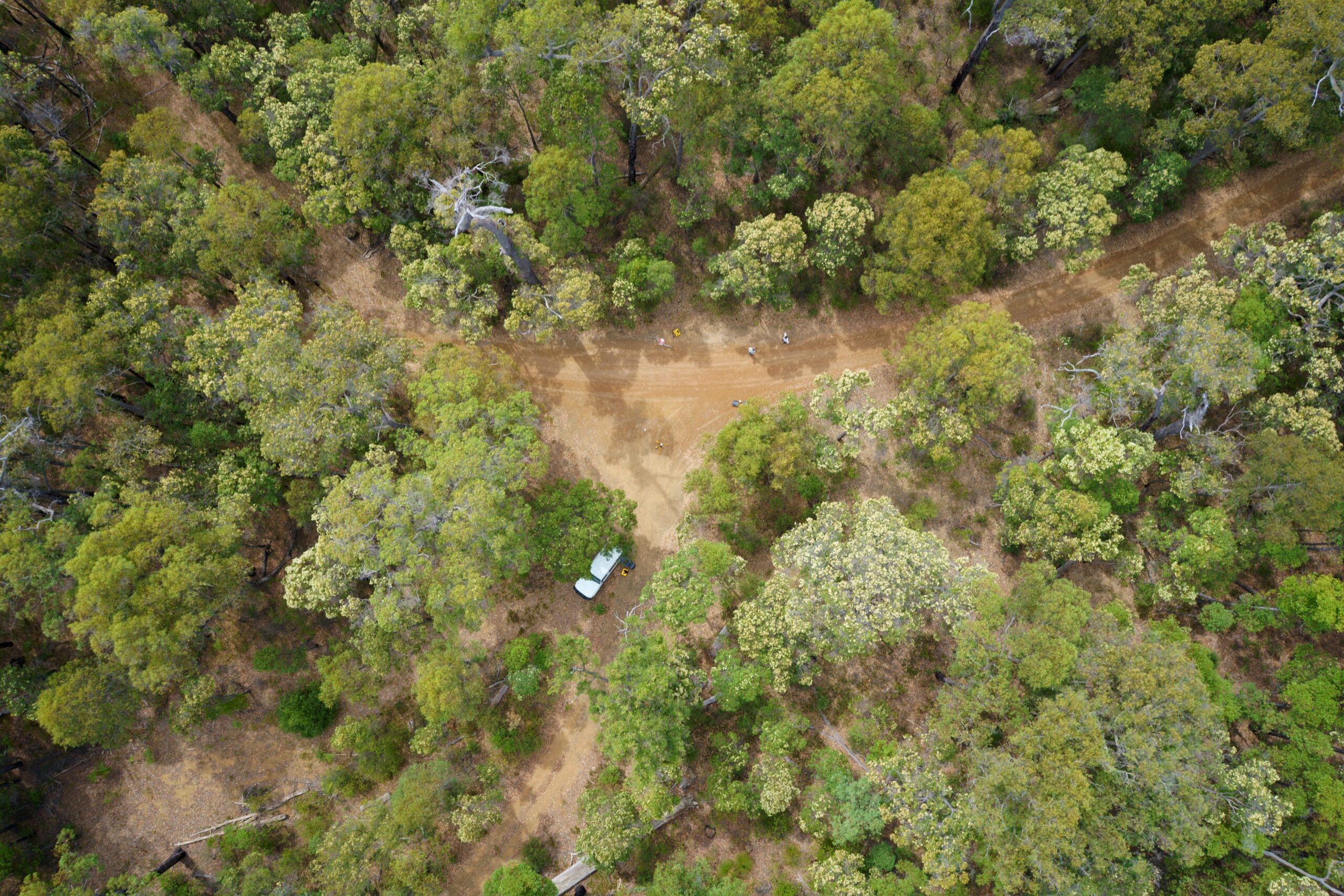 High tech charting of flowering canopies - WA Parks Foundation