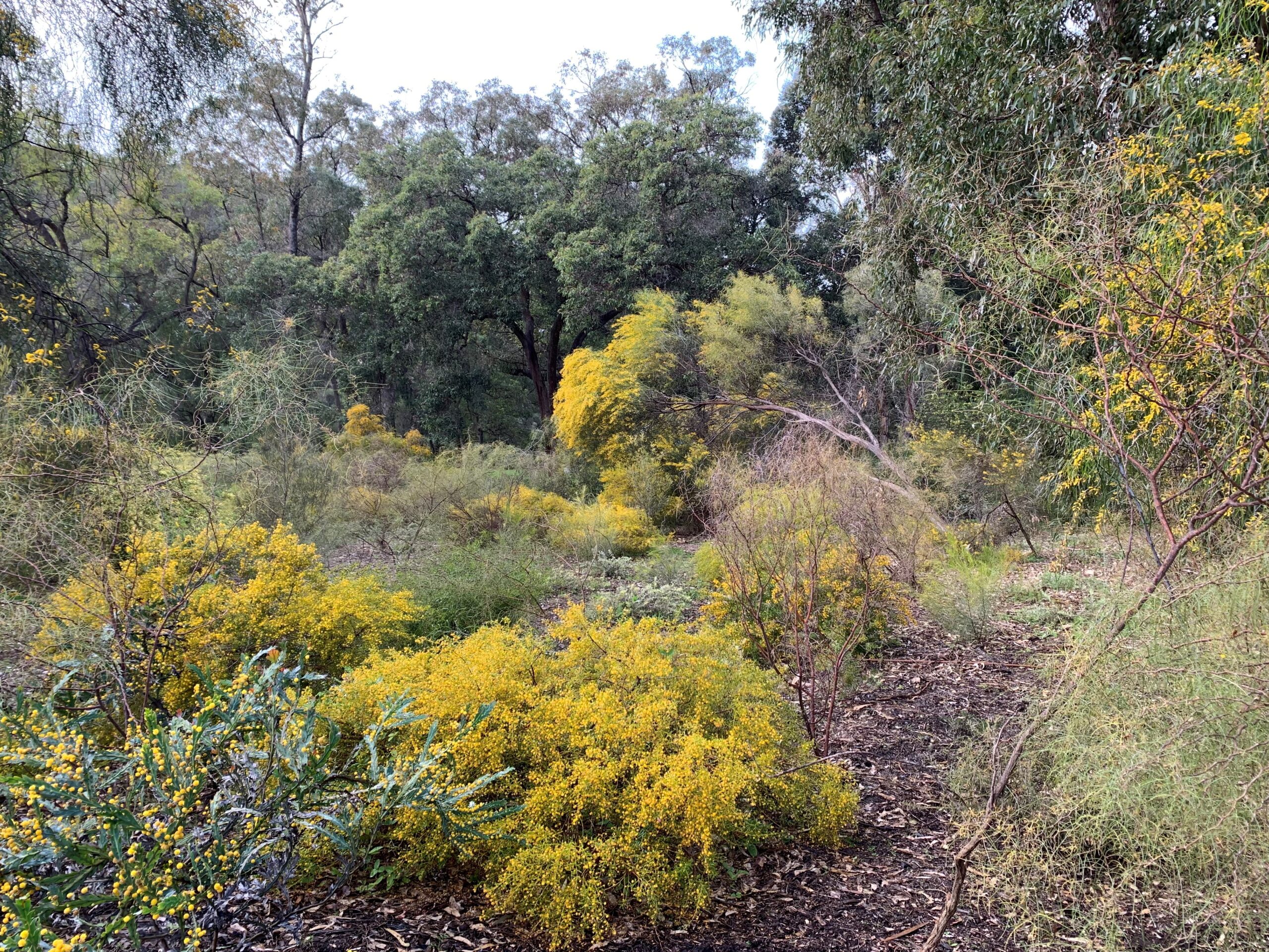 Wattles put on a show - WA Parks Foundation