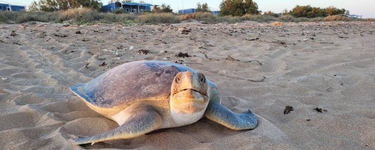 International recognition for turtle conservation program - WA Parks ...