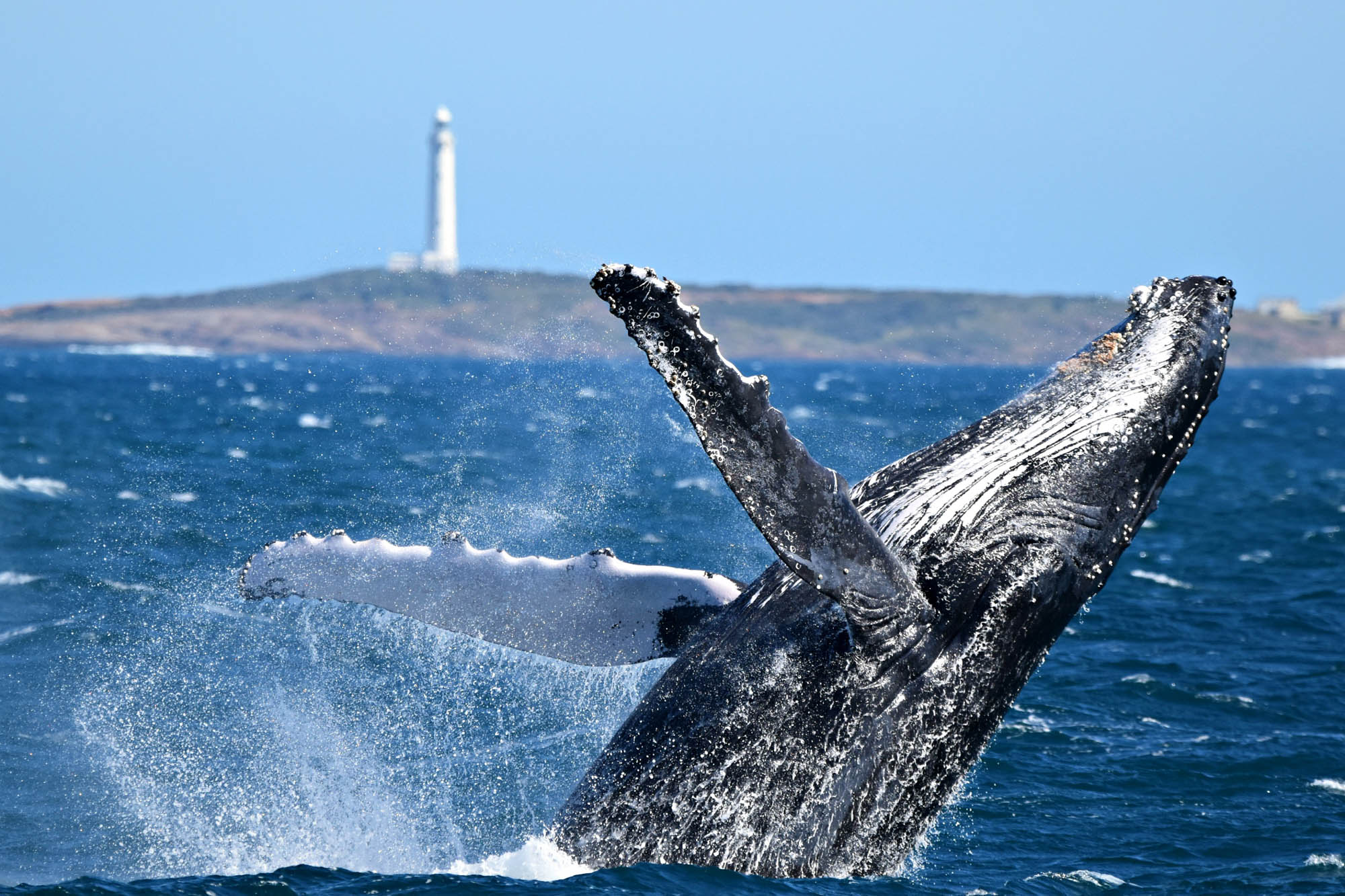 Whale song expert honoured - WA Parks Foundation
