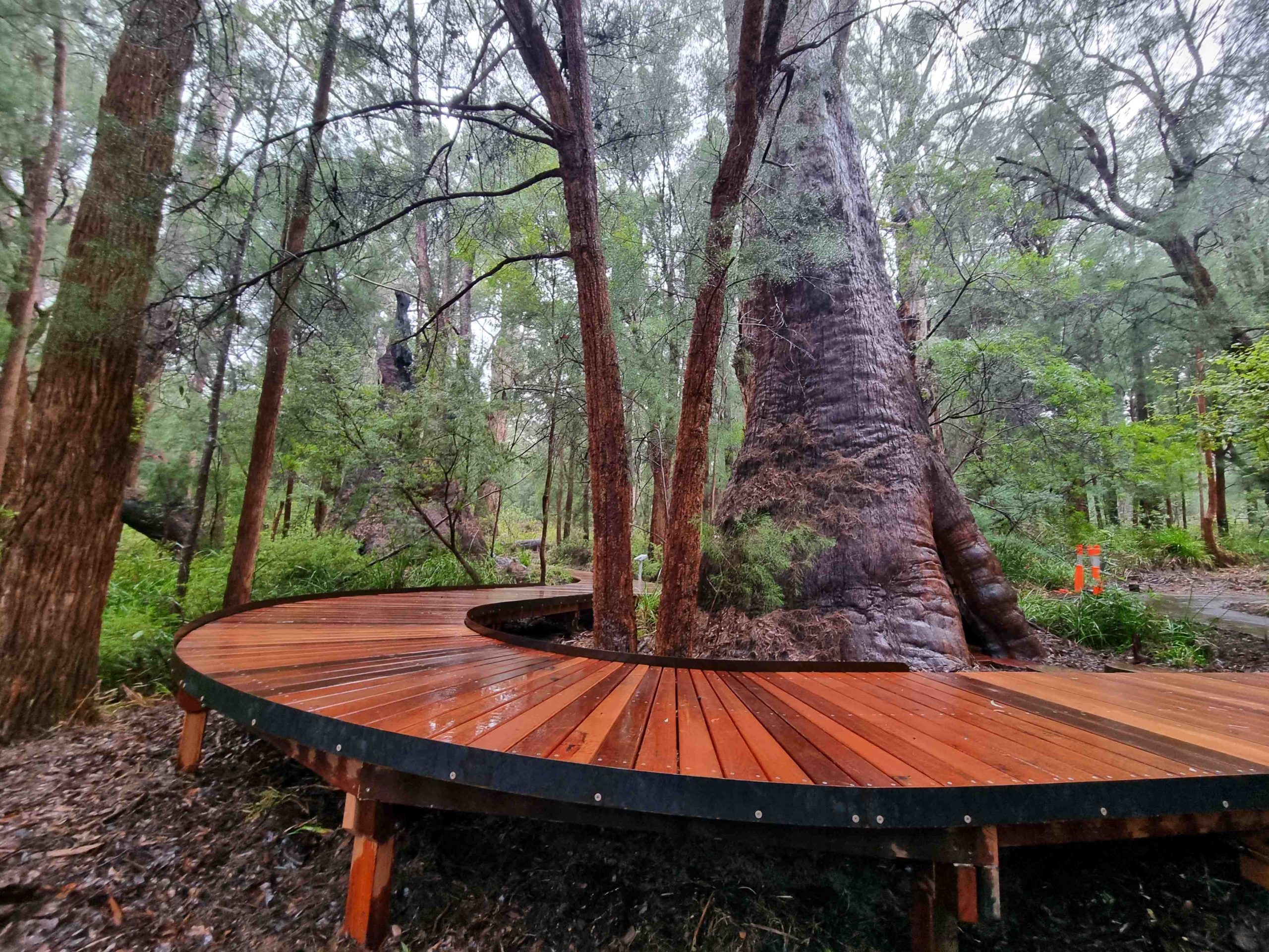 Valley of the Giants infrastructure upgrades - WA Parks Foundation