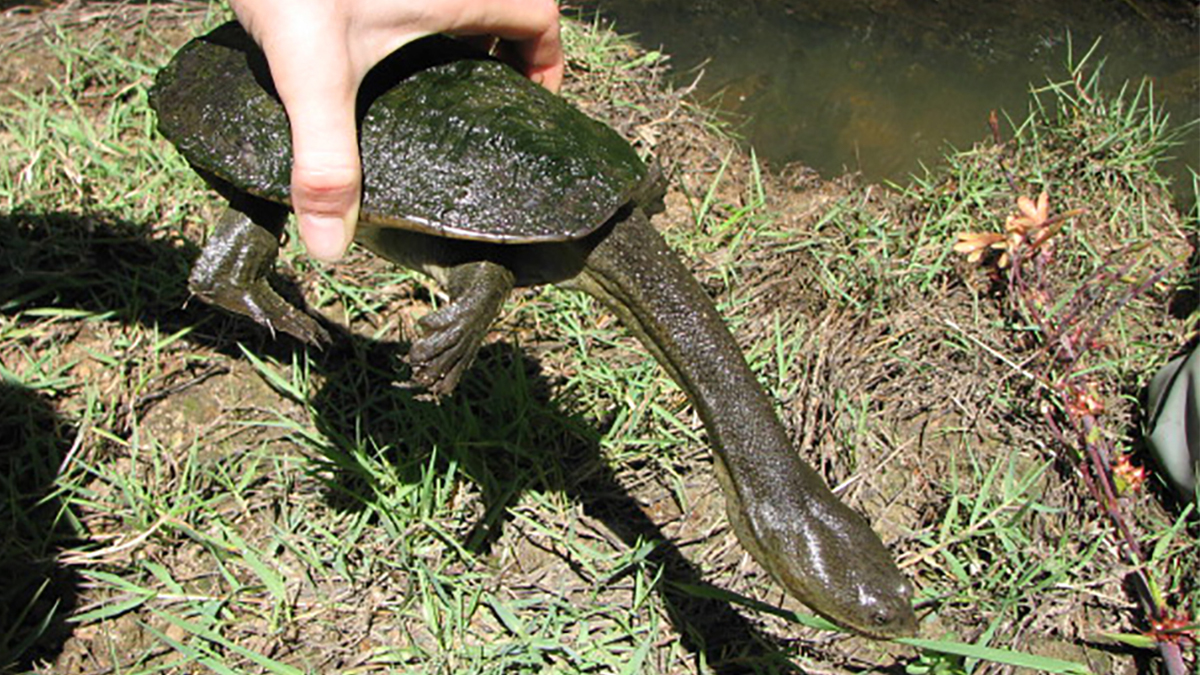 Helping to save vulnerable turtles - WA Parks Foundation