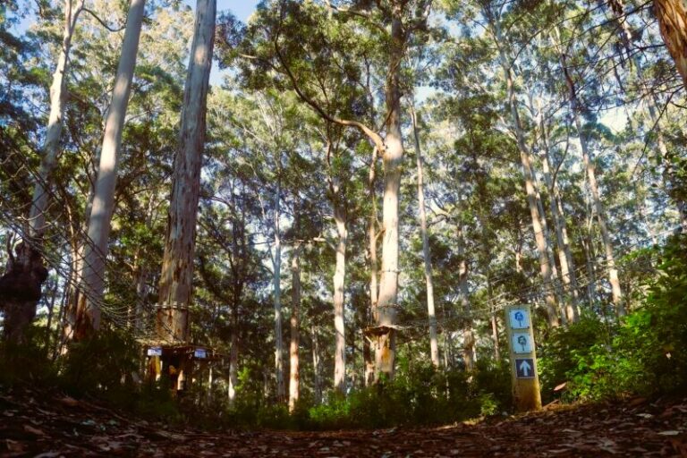 Fancy being a high-flyer in Pemberton? - WA Parks Foundation