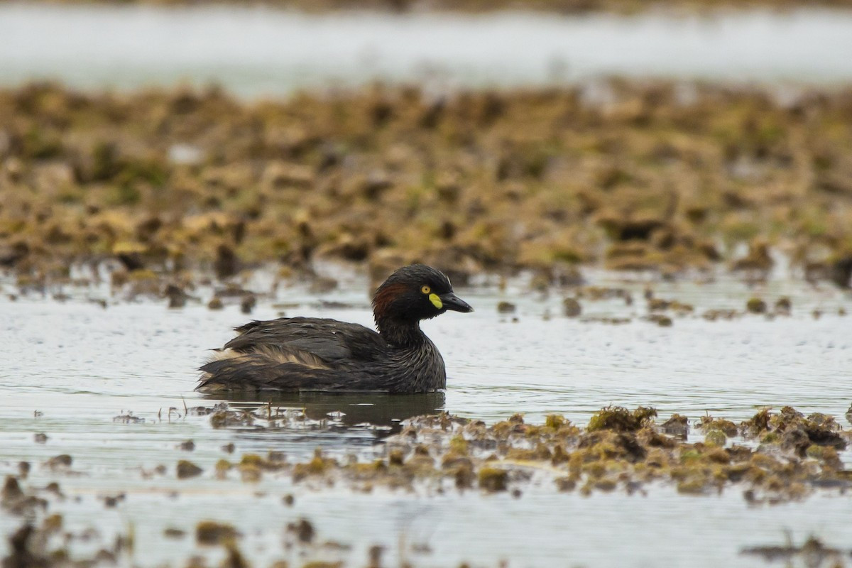 Birdwatching outing at Bibra Lake - WA Parks Foundation