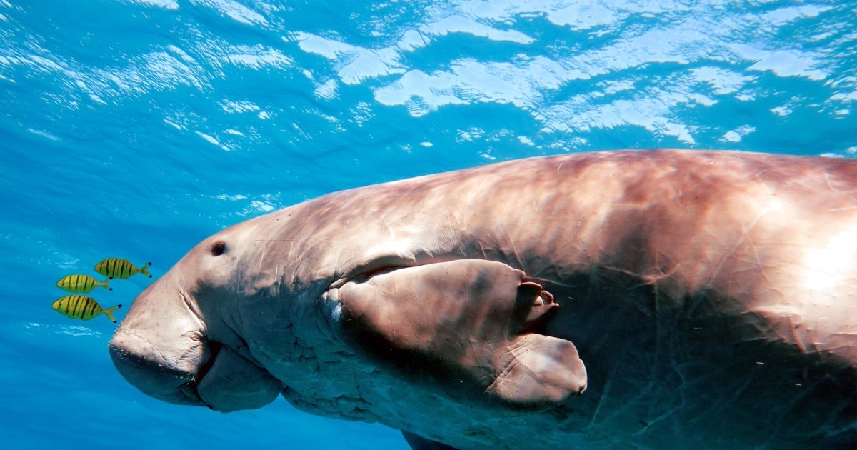 Understanding and conserving dugongs - WA Parks Foundation