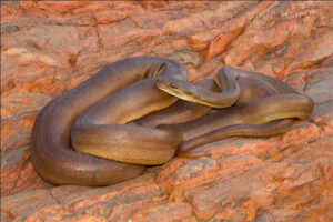 Protecting the Pilbara’s biodiversity - WA Parks Foundation