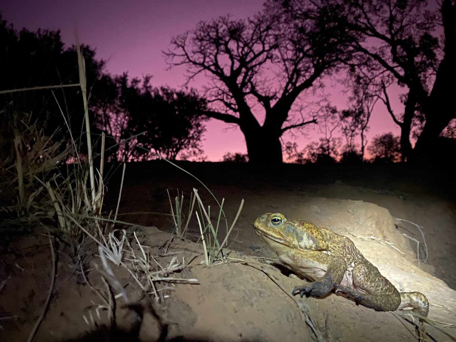 Halting cane toad invasion of the Pilbara - WA Parks Foundation