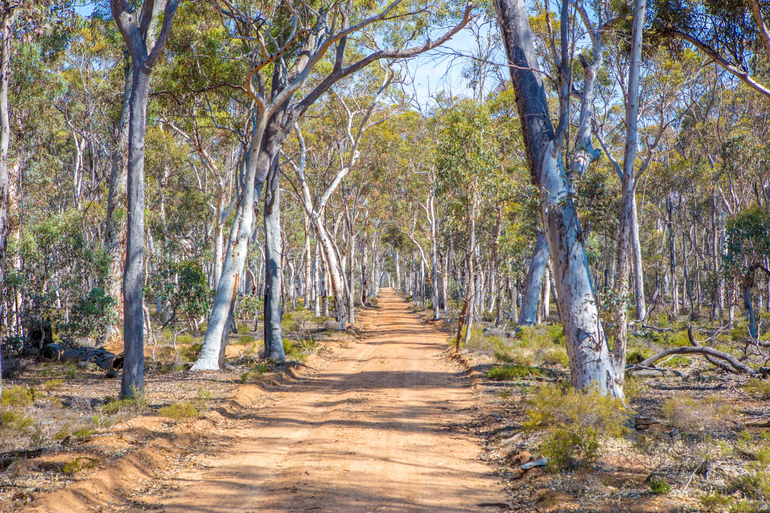 Dryandra Woodland National Park - WA Parks Foundation