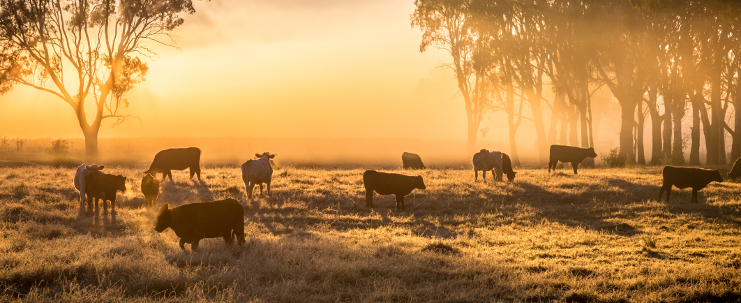 Your Food's Journey: From Farm To Plate with ButcherCrowd | ButcherCrowd