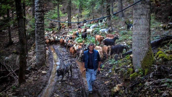'Proud of what I do': Nomadic herders on life in Greece's mountainous ...