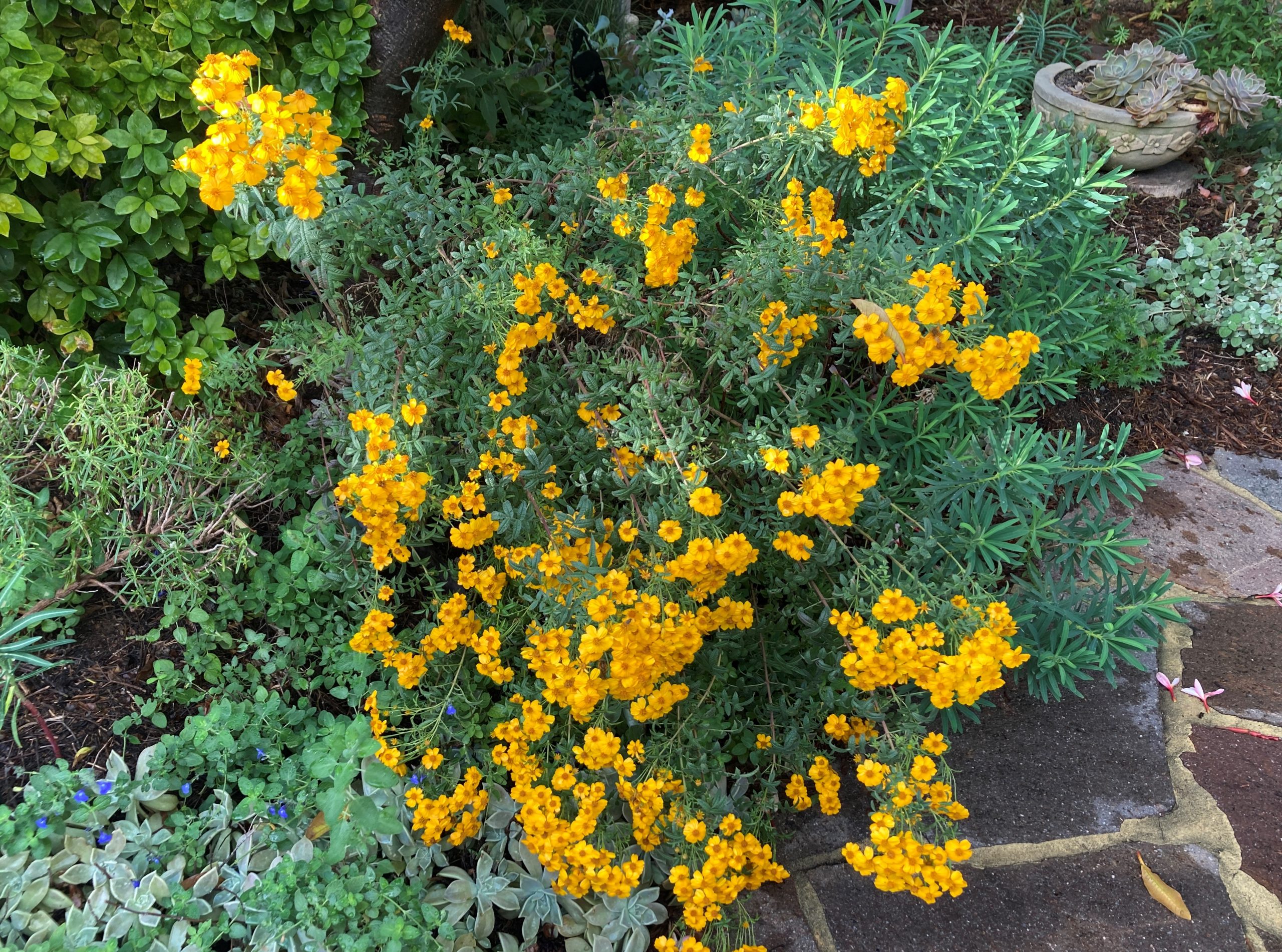 IMG_7588 - Greek Herald