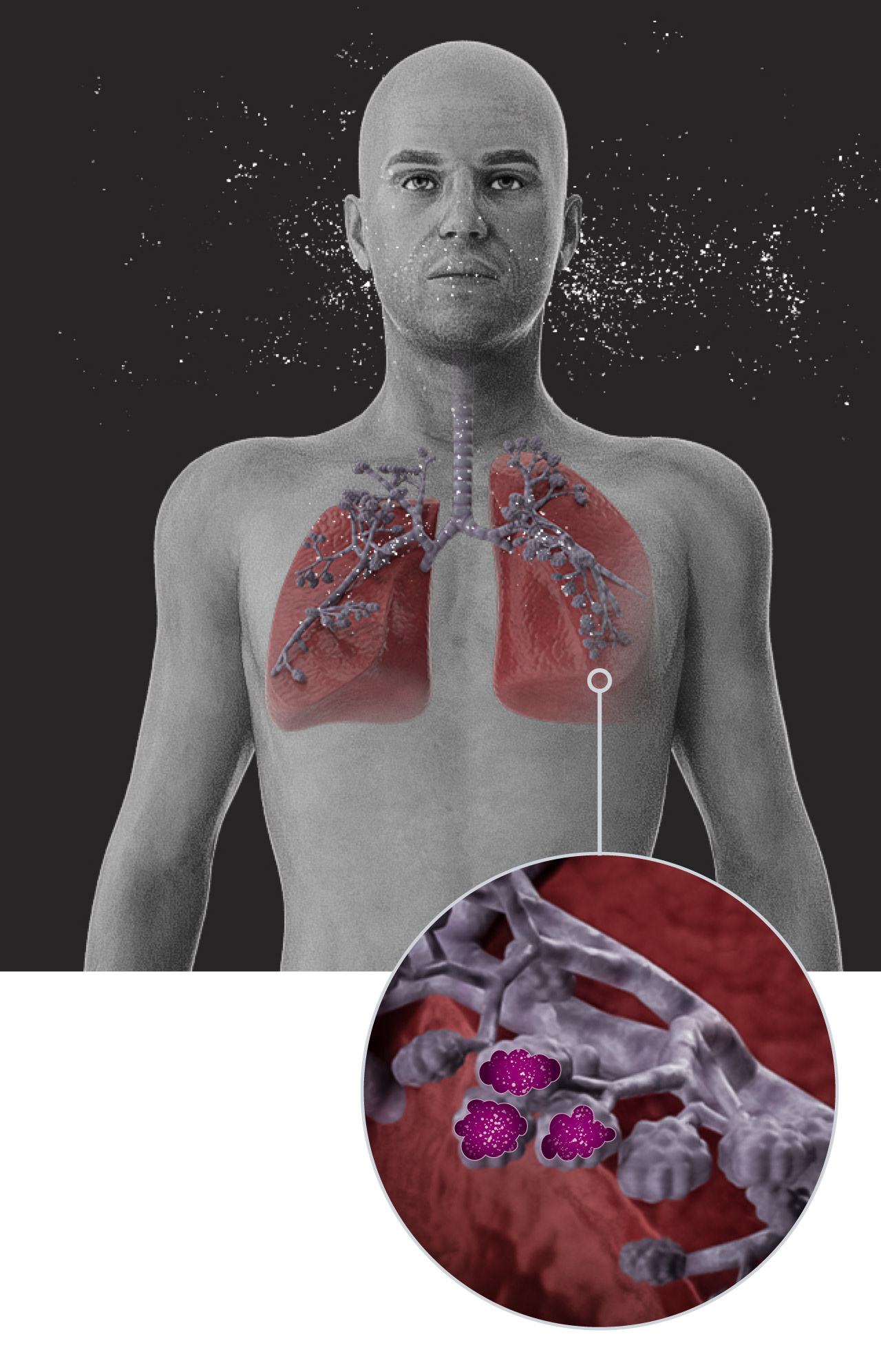 lunger-standard-article - Greek Herald