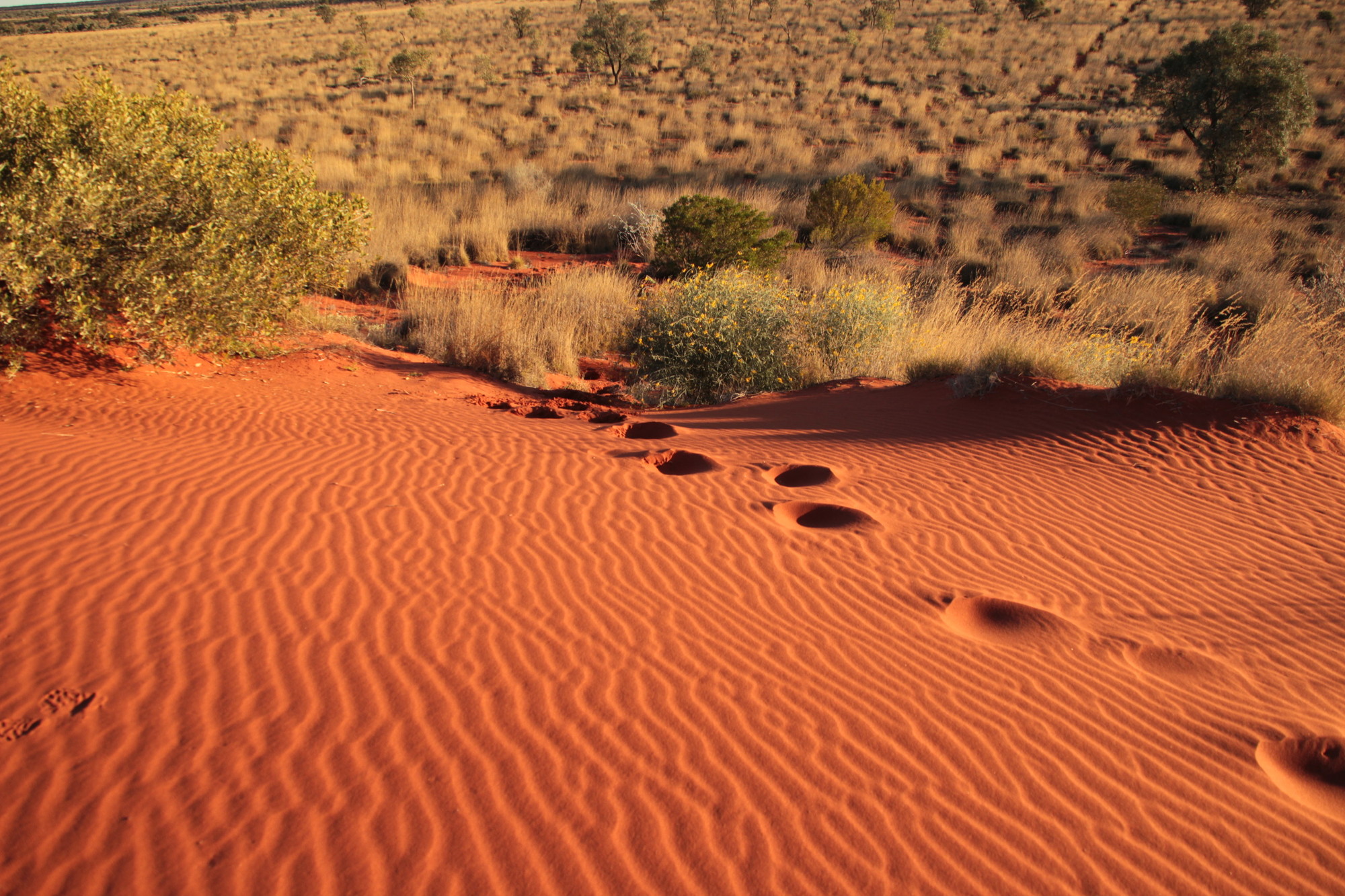 Goldwell to Celebrate Color For A Cause to Support Bush Heritage ...