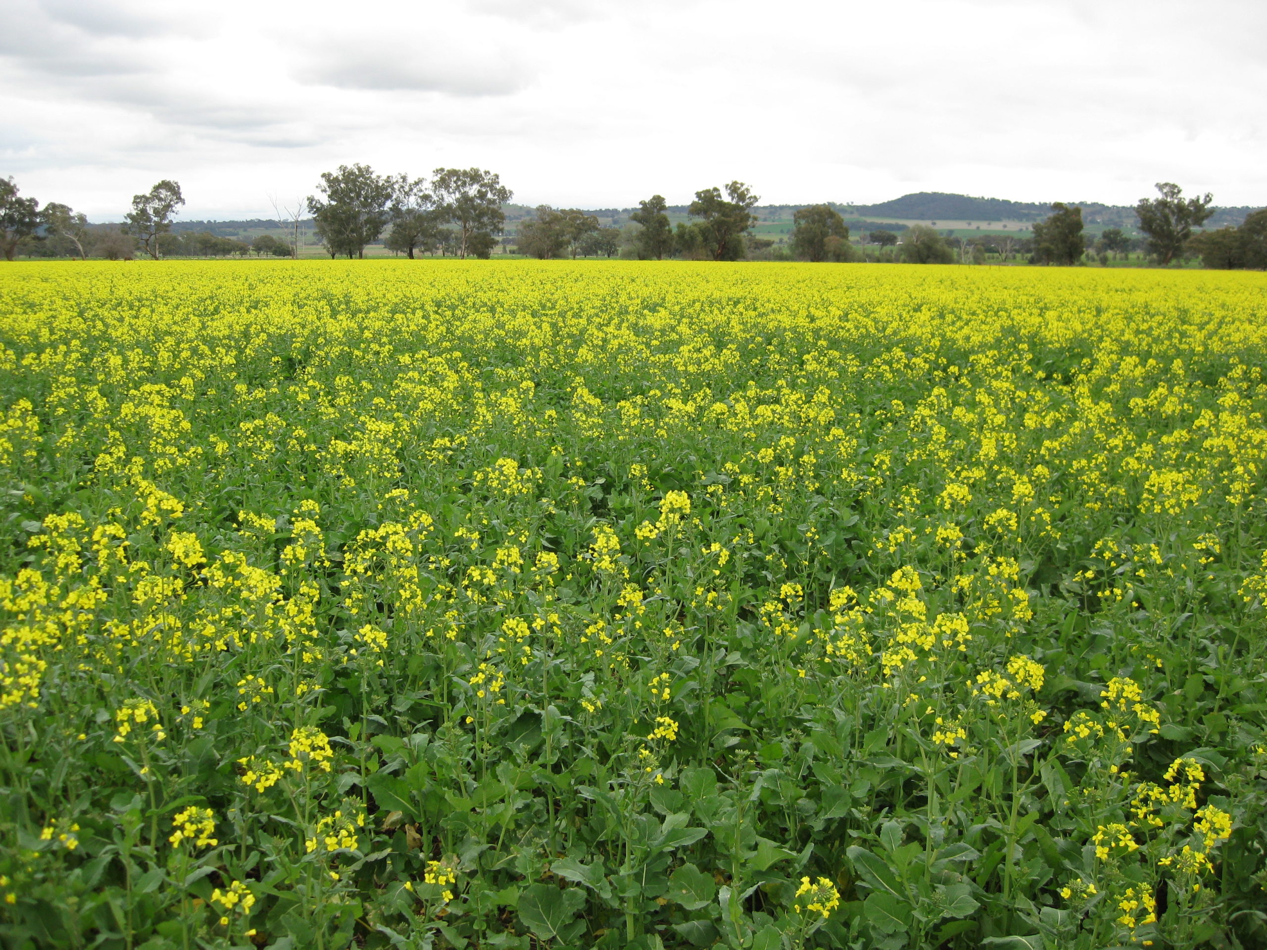 Choose highly competitive canola - WeedSmart