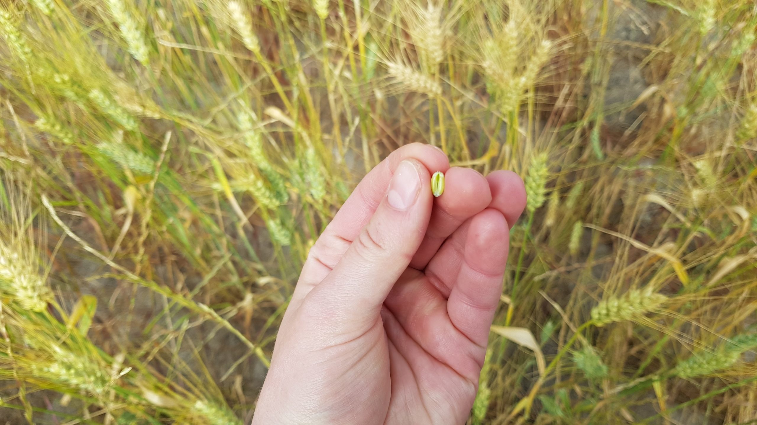 The importance of cleaning seed - WeedSmart