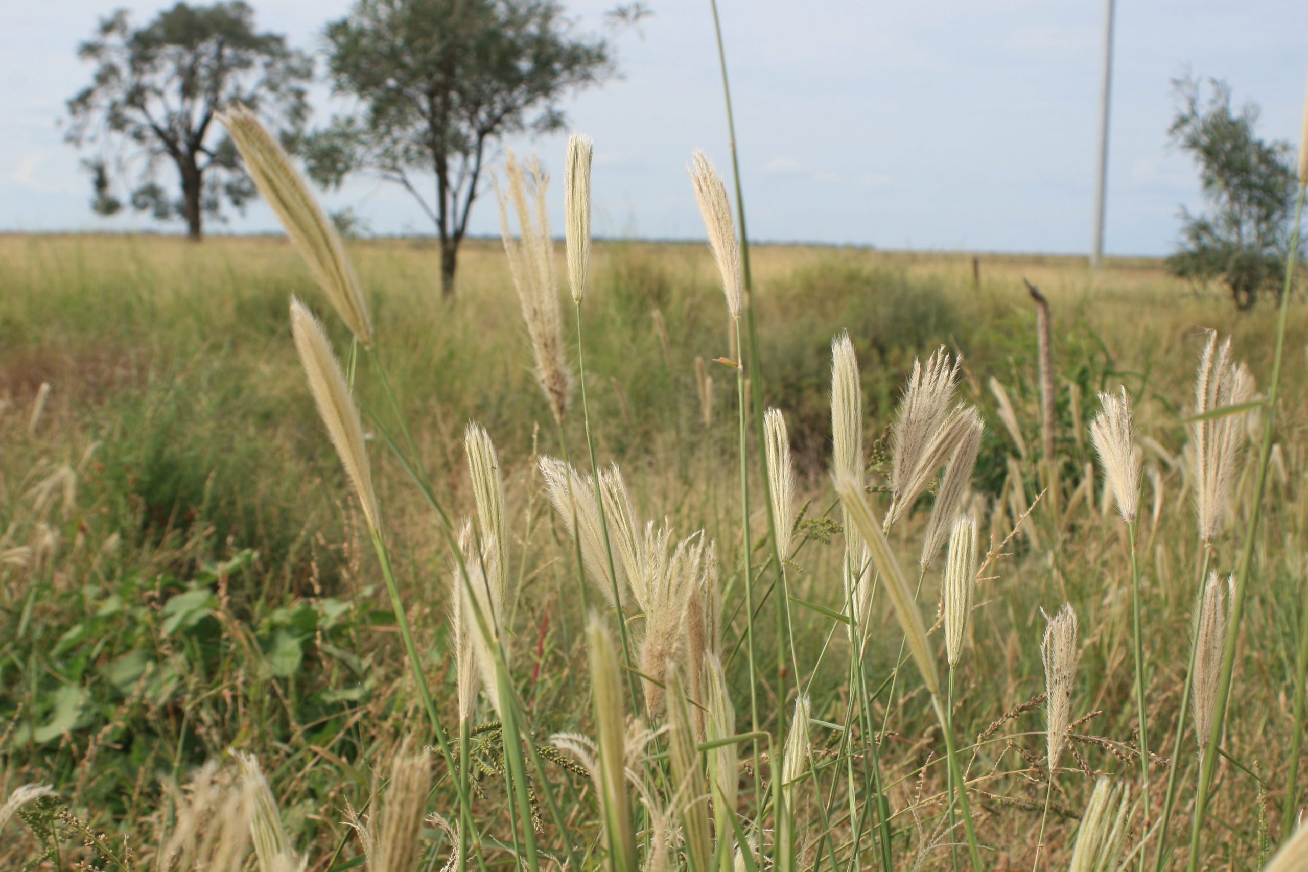 Integrated weed management of feathertop Rhodes grass - WeedSmart