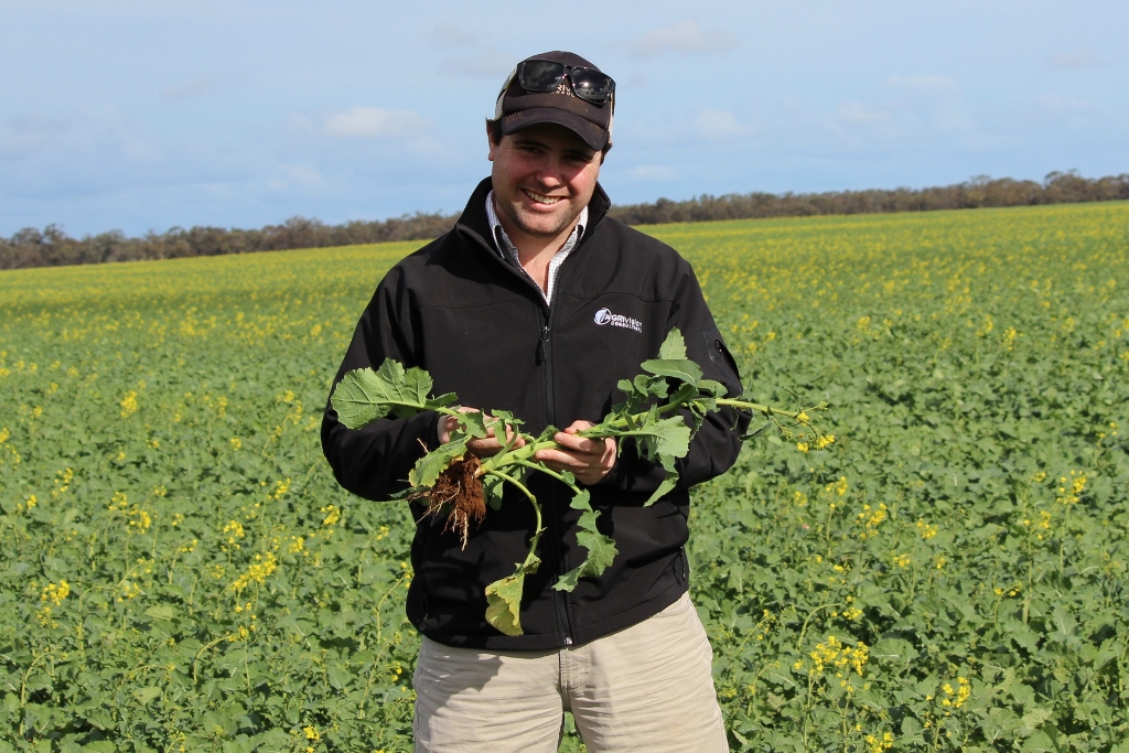 The unsung hero - crop competition - WeedSmart