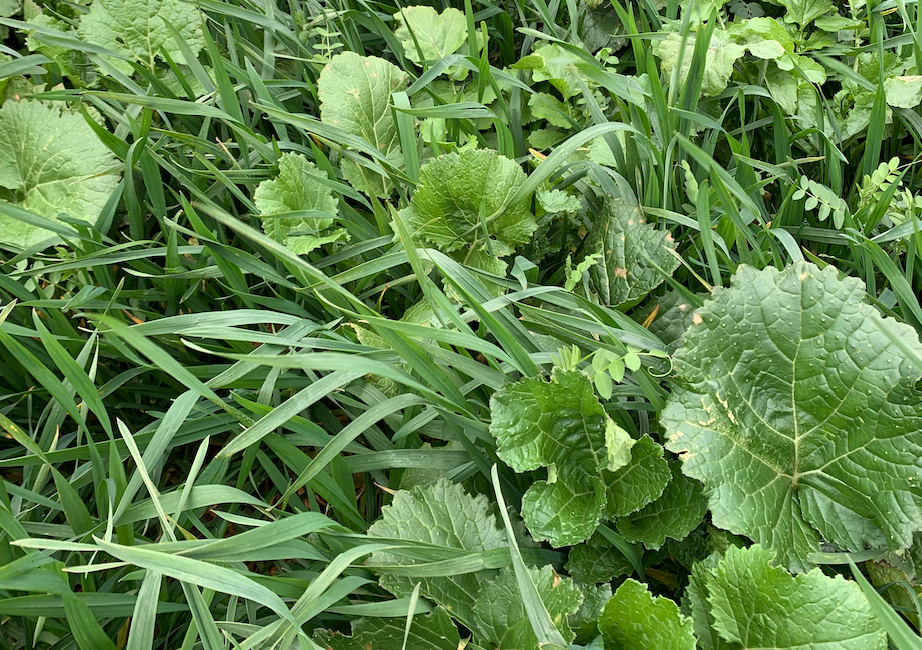 Companion and intercropping piquing interest of Aussie farmers - WeedSmart