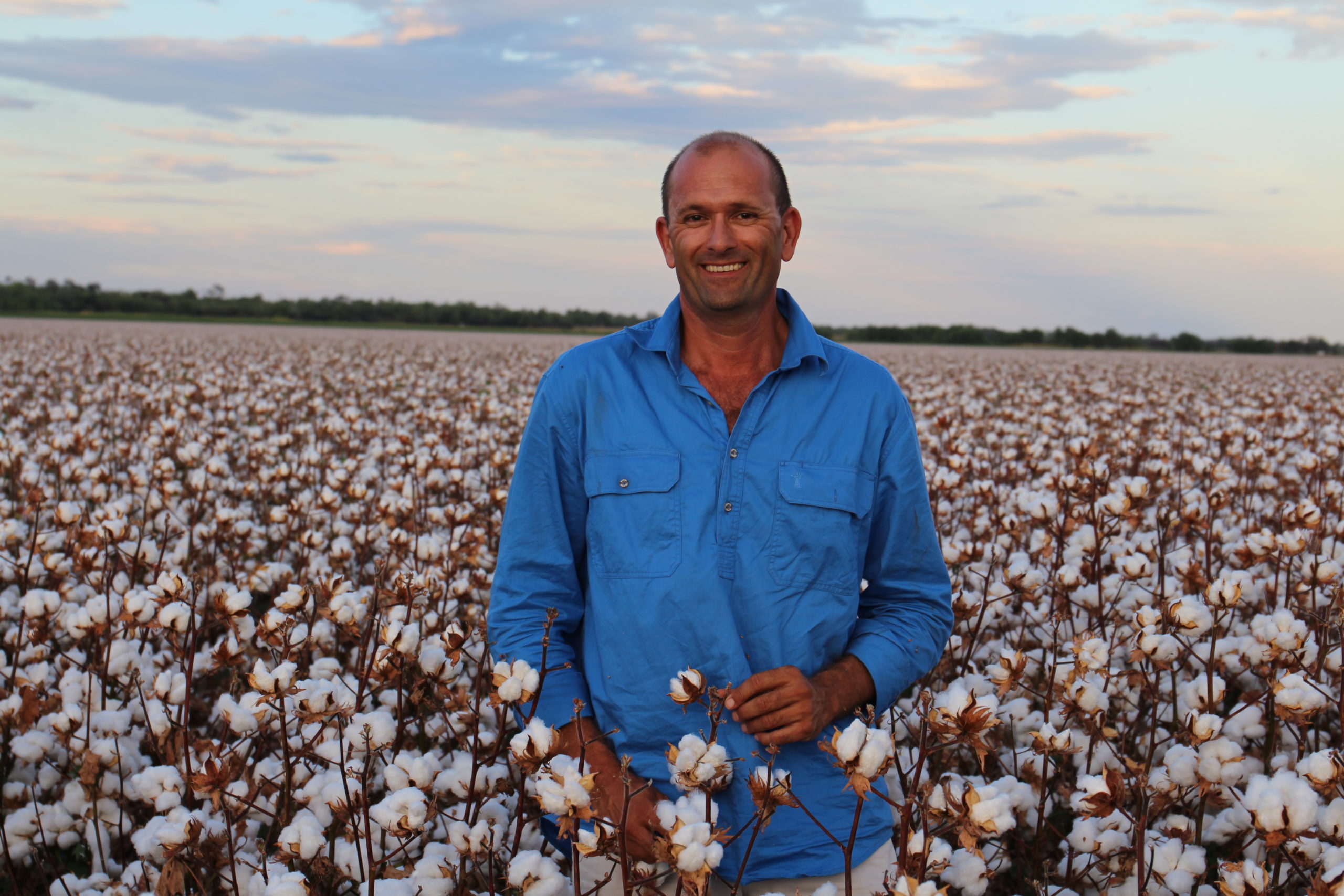 Herbicide degradation in dry soil and volunteer and ratoon cotton ...