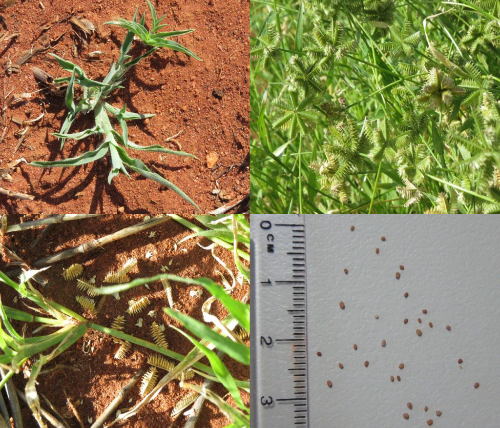 Button grass - WeedSmart