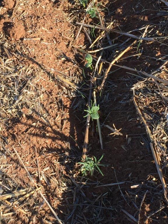 Getting dry seeding right - WeedSmart
