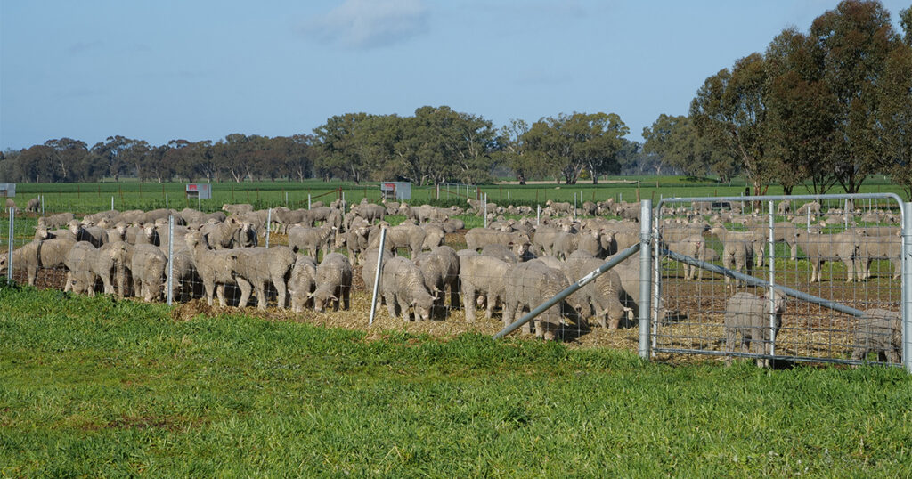 More lambs, less weeds in sheep containment systems - WeedSmart