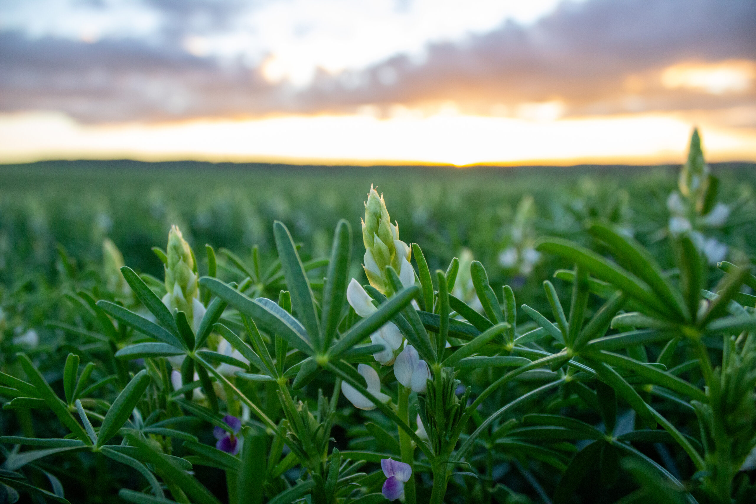 Crop Competition 101 - WeedSmart