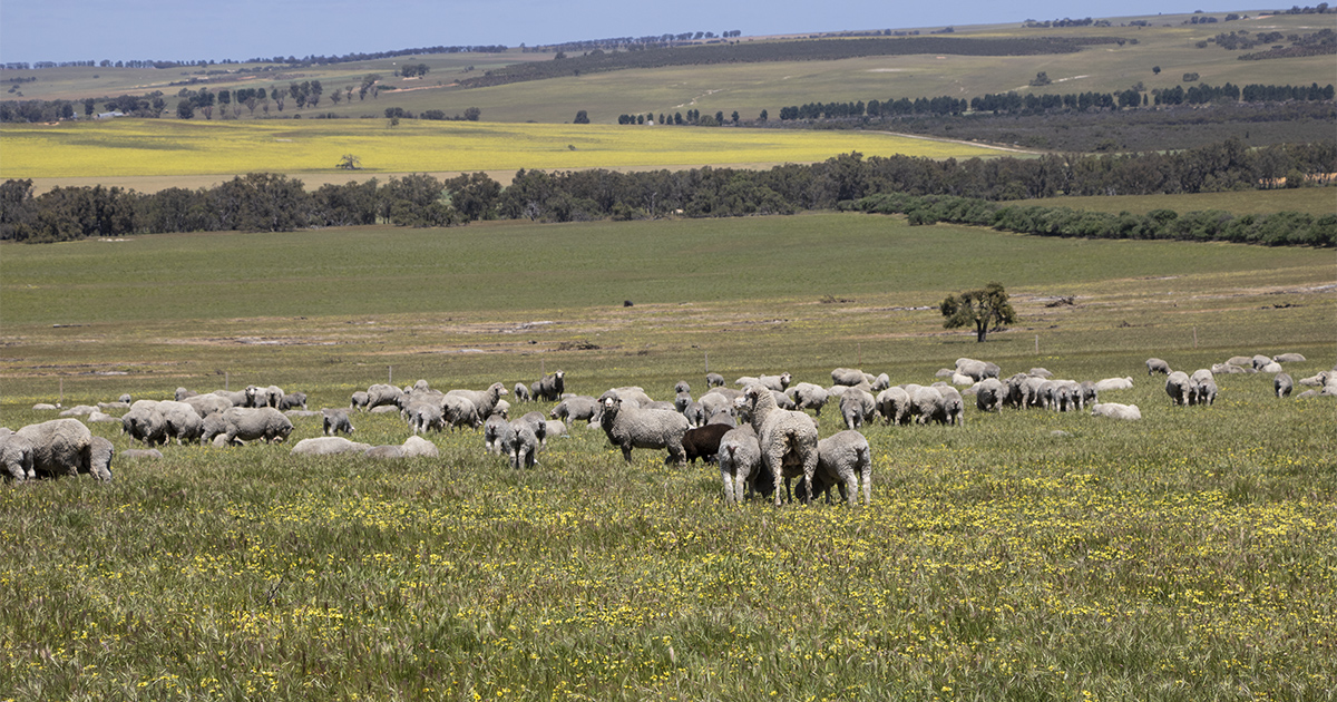 Andrew Kenny, Badgingarra WA - WeedSmart