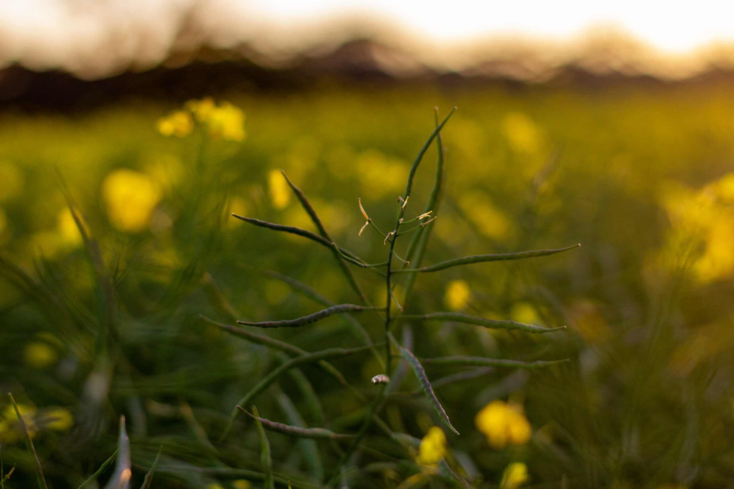 Weed Management Courses - WeedSmart