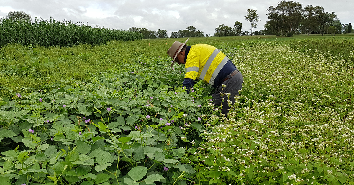 Cover crops can swamp fallow weeds - WeedSmart