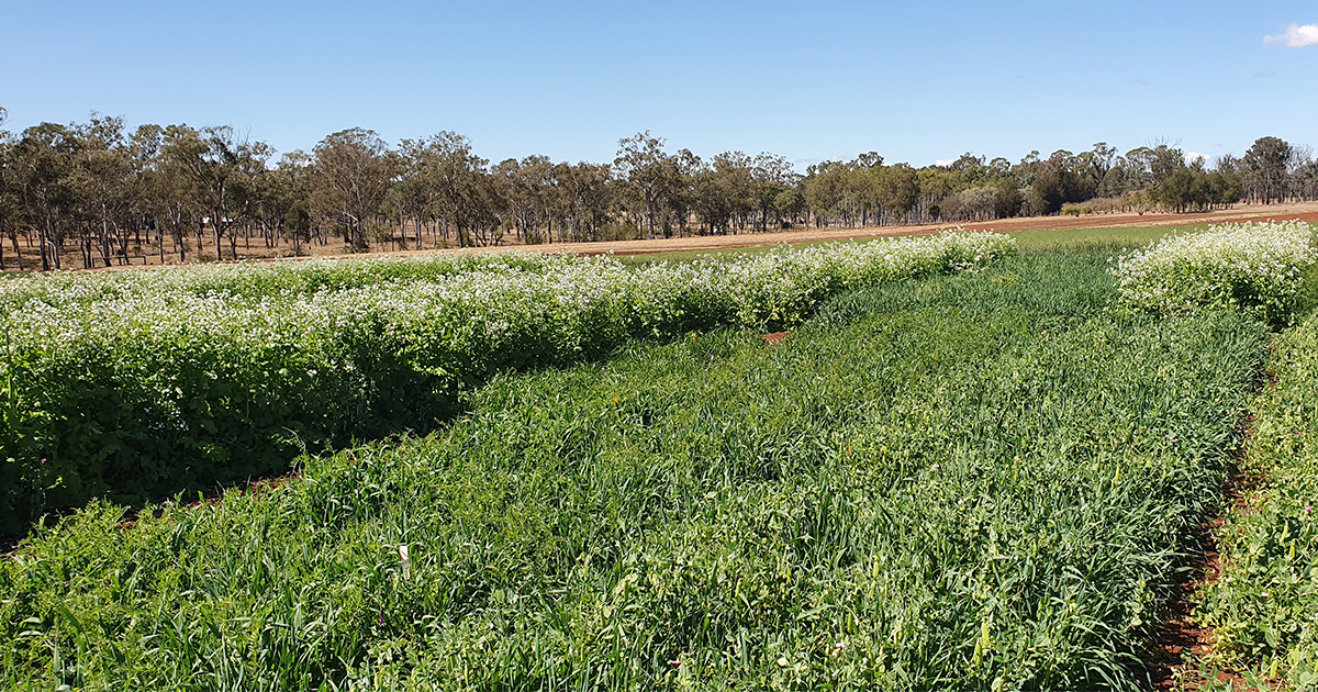 Cover crops can swamp fallow weeds - WeedSmart
