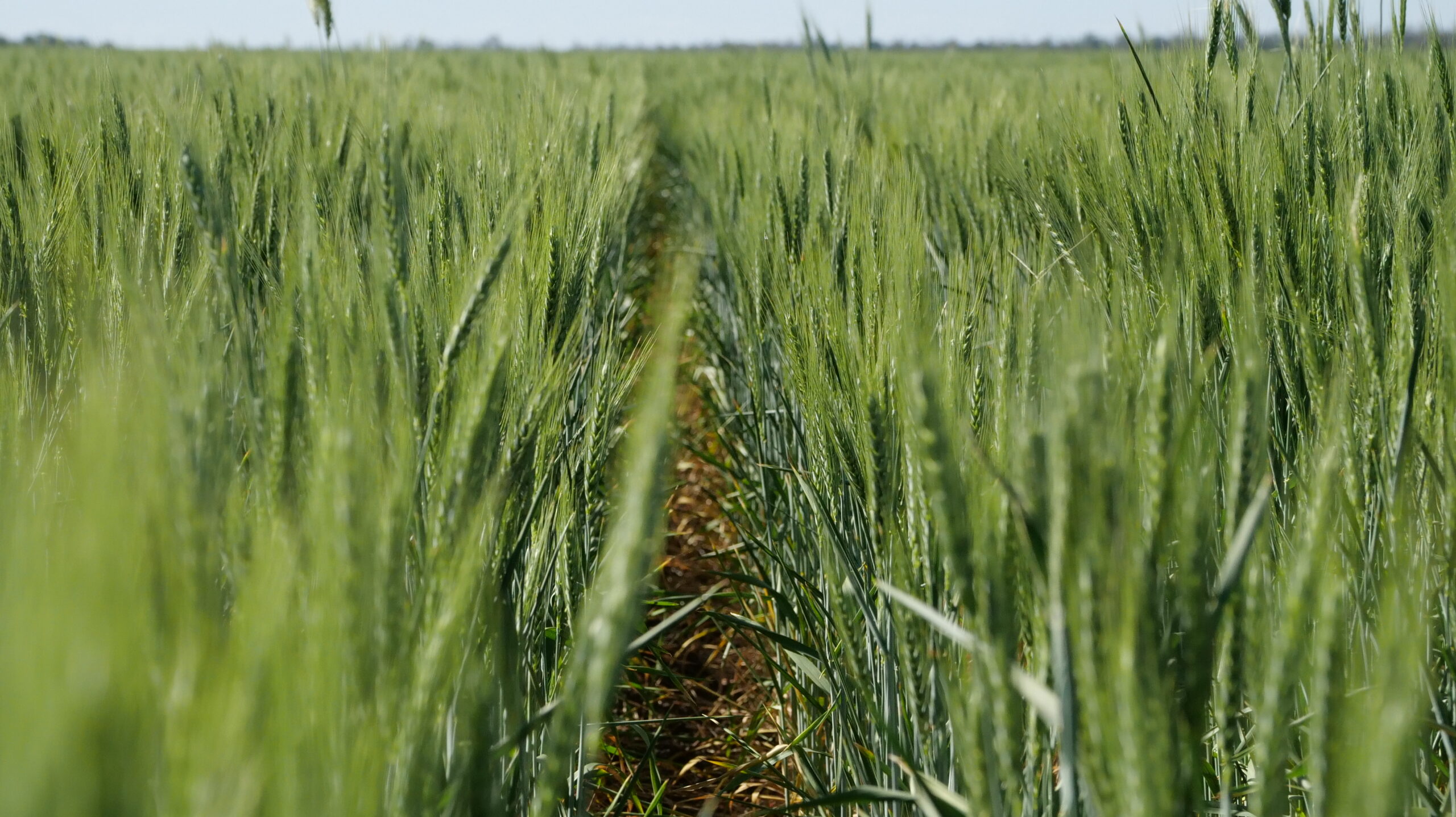 Increase Crop Competition Against Weeds - WeedSmart