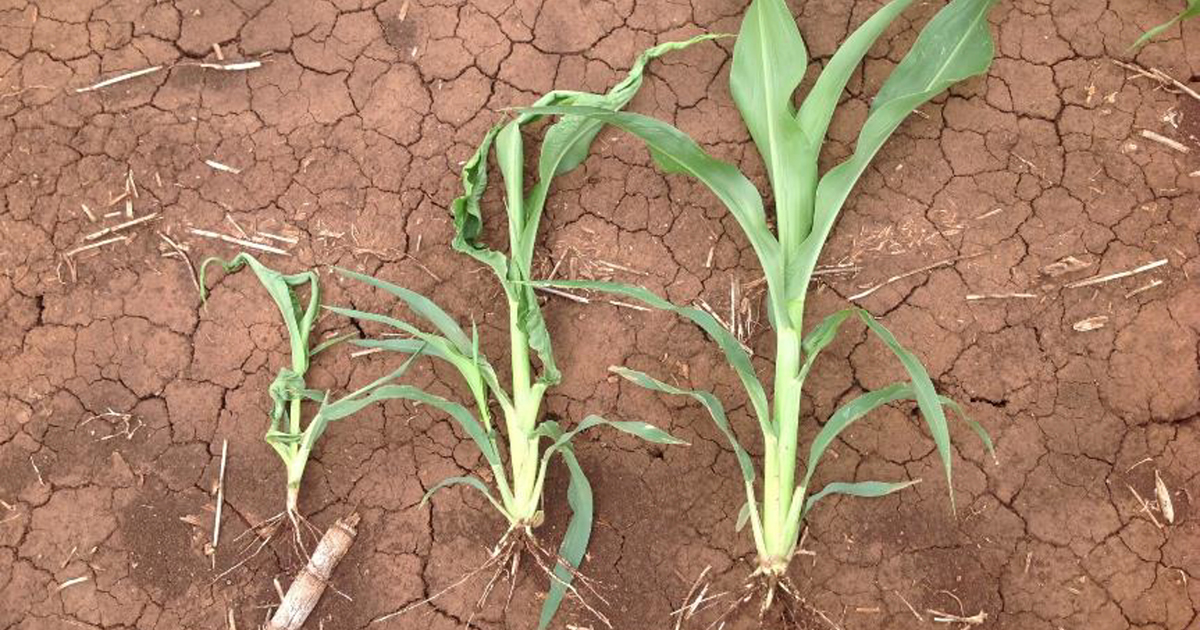 Safe sorghum planting while controlling weeds - WeedSmart