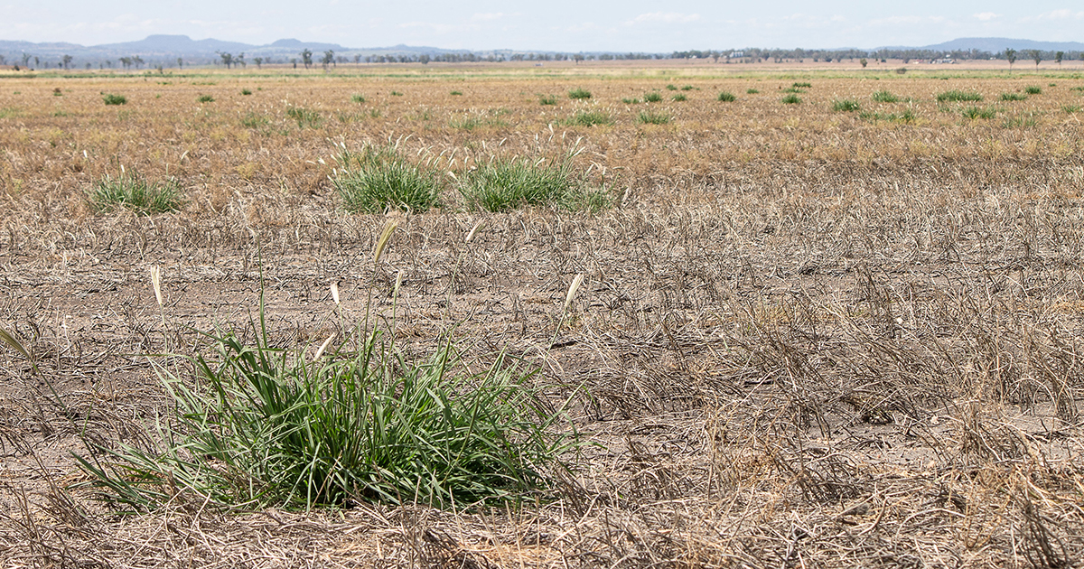 What can I do to control large FTR grass in fallow? - WeedSmart