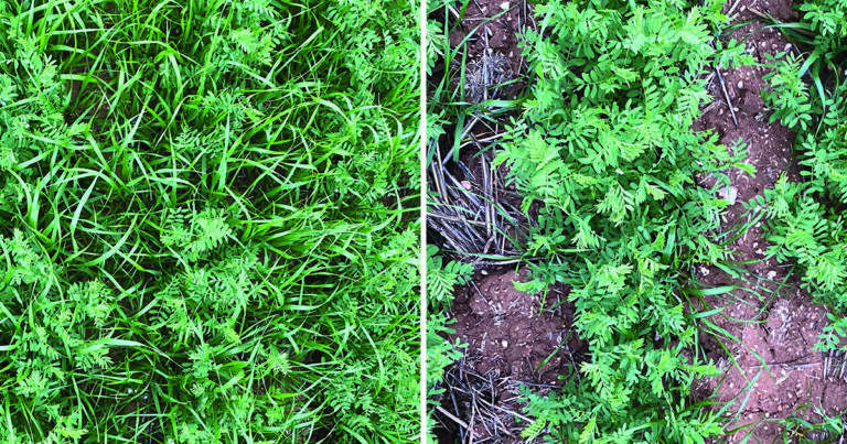 New herbicide helps pulse growers tackle resistant grass weeds - WeedSmart