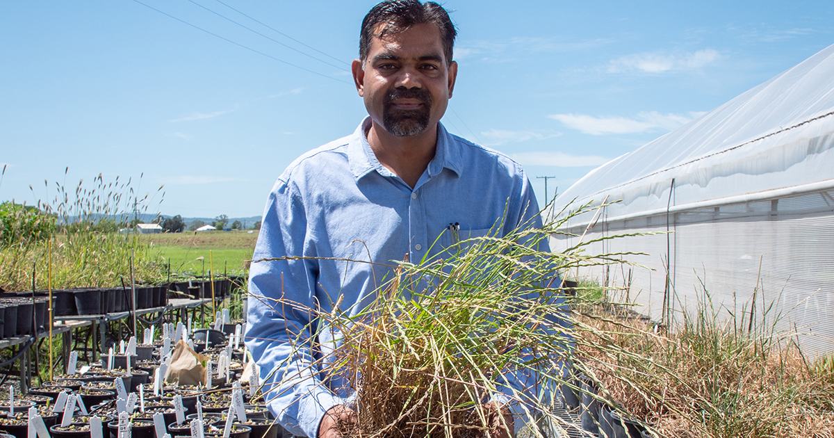 Resistant ryegrass found in summer crops and further north than ever ...