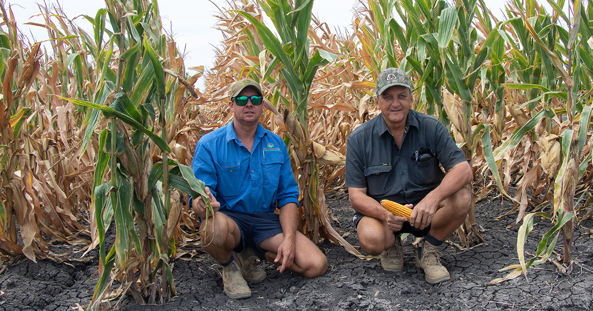 Wayne Zeisemer, Bongeen Qld - WeedSmart