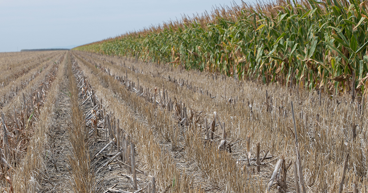 Wayne Zeisemer, Bongeen Qld - WeedSmart