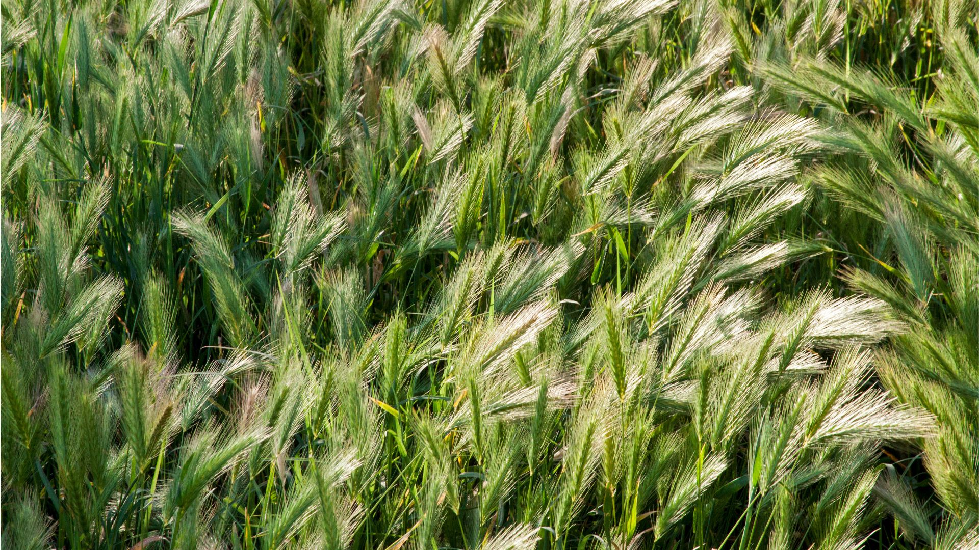 Beating barley grass despite resistance and dormancy challenges - WeedSmart