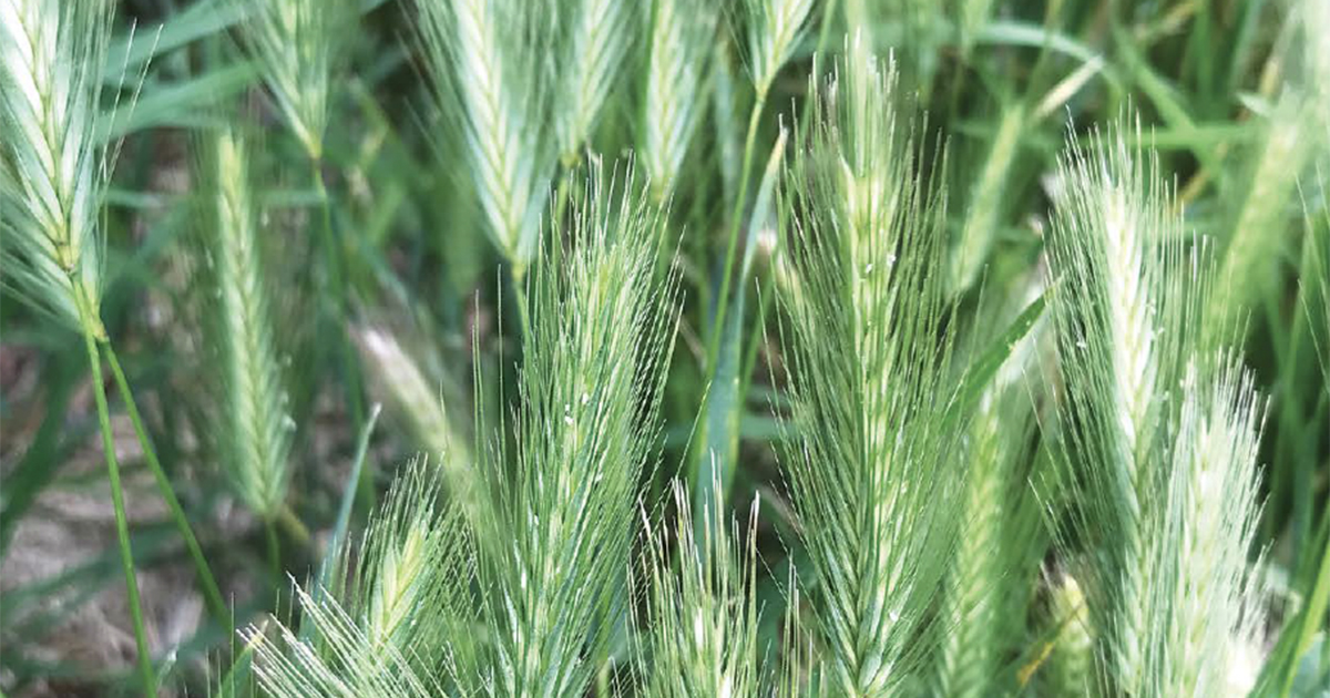 Control barley grass in LRZ farming systems - WeedSmart