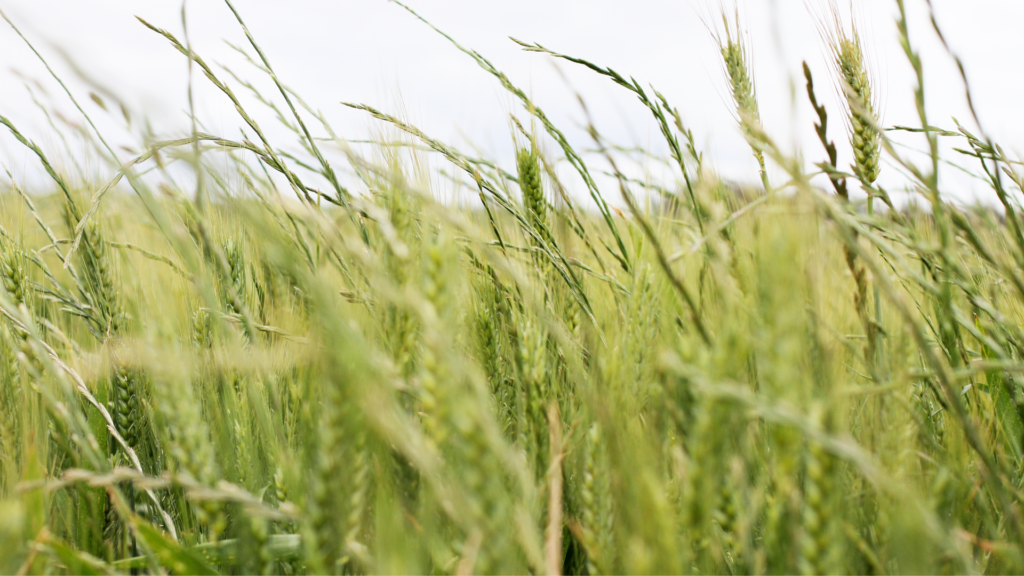 Combating resistant annual ryegrass in northern farming systems - WeedSmart