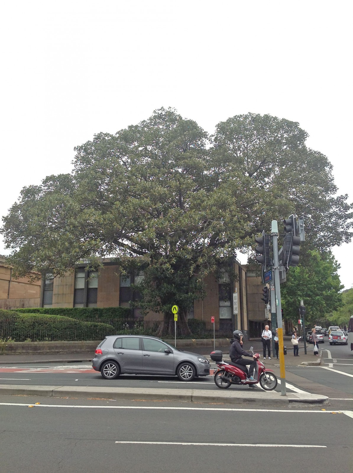 Darlinghurst Court House - Significant Trees